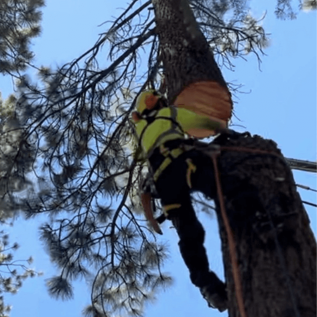 Tree Service Tahoe Vista, CA & Nearby | Precision Timber Works