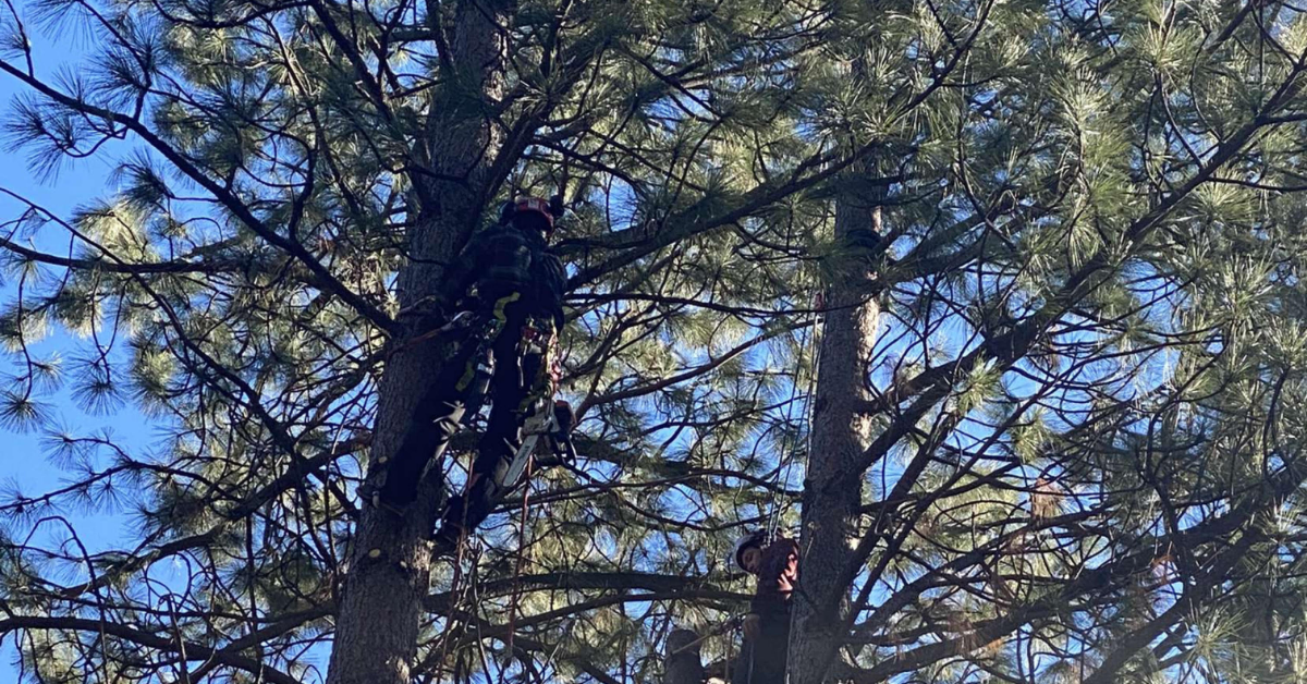 Tree Trimming in Tahoe Vista, CA | Precision Timber Works